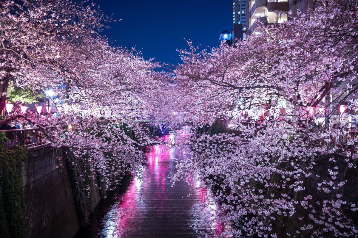 What Is Hanami and How to Plan the Best Sakura Viewing - Otashift