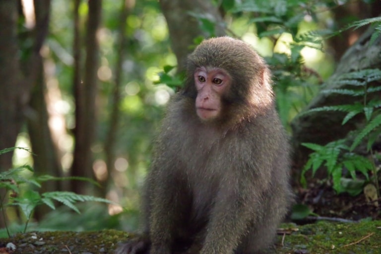 The Mystical Yakushima Cedar: Hiking in The Princess Mononoke Forest ...