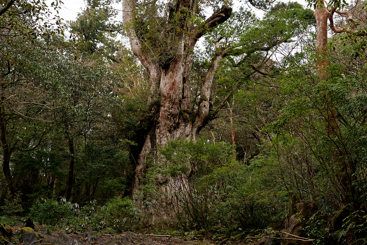 The Mystical Yakushima Cedar: Hiking in The Princess Mononoke Forest ...